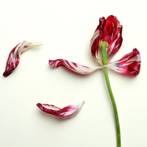 Menopause & Perimenopause, The Difference | Five Journeys